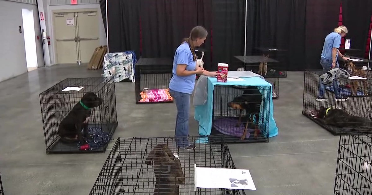 Mega Dog Adoption Event begins Friday. Here's what to know | FOX 13 ...