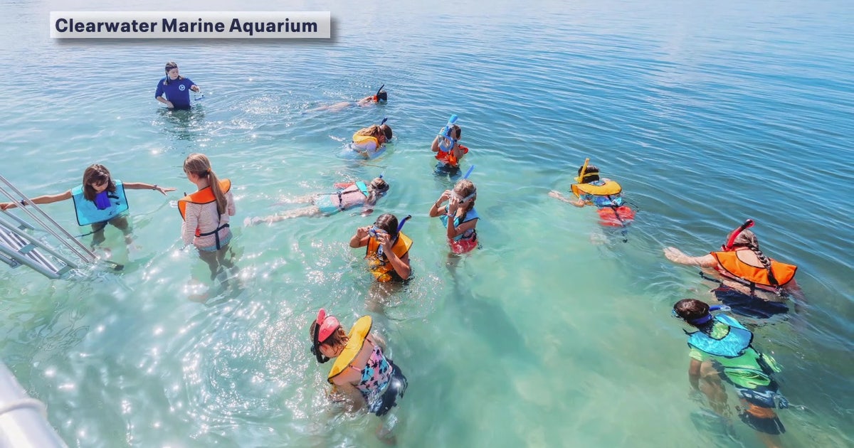 Clearwater Marine Aquarium's summer camps for kids and teens ...