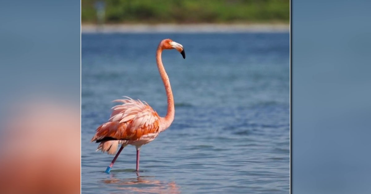 Peaches the famed Hurricane Idalia flamingo turns up in Mexico after ...