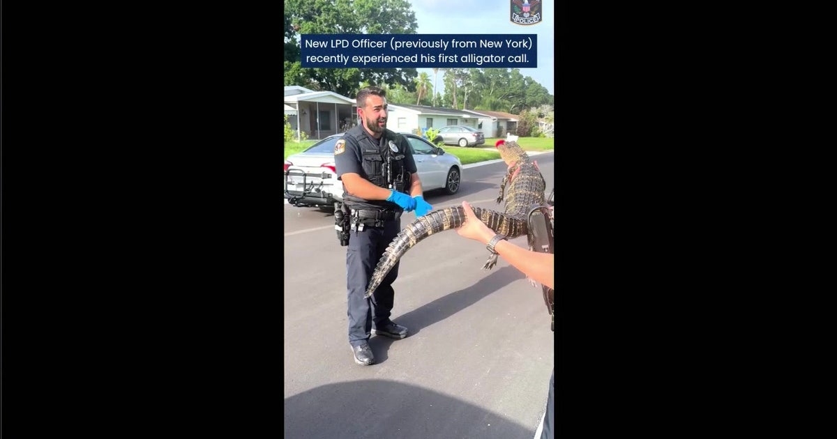 Video: Largo officer jumps, squeals during first gator encounter | FOX ...