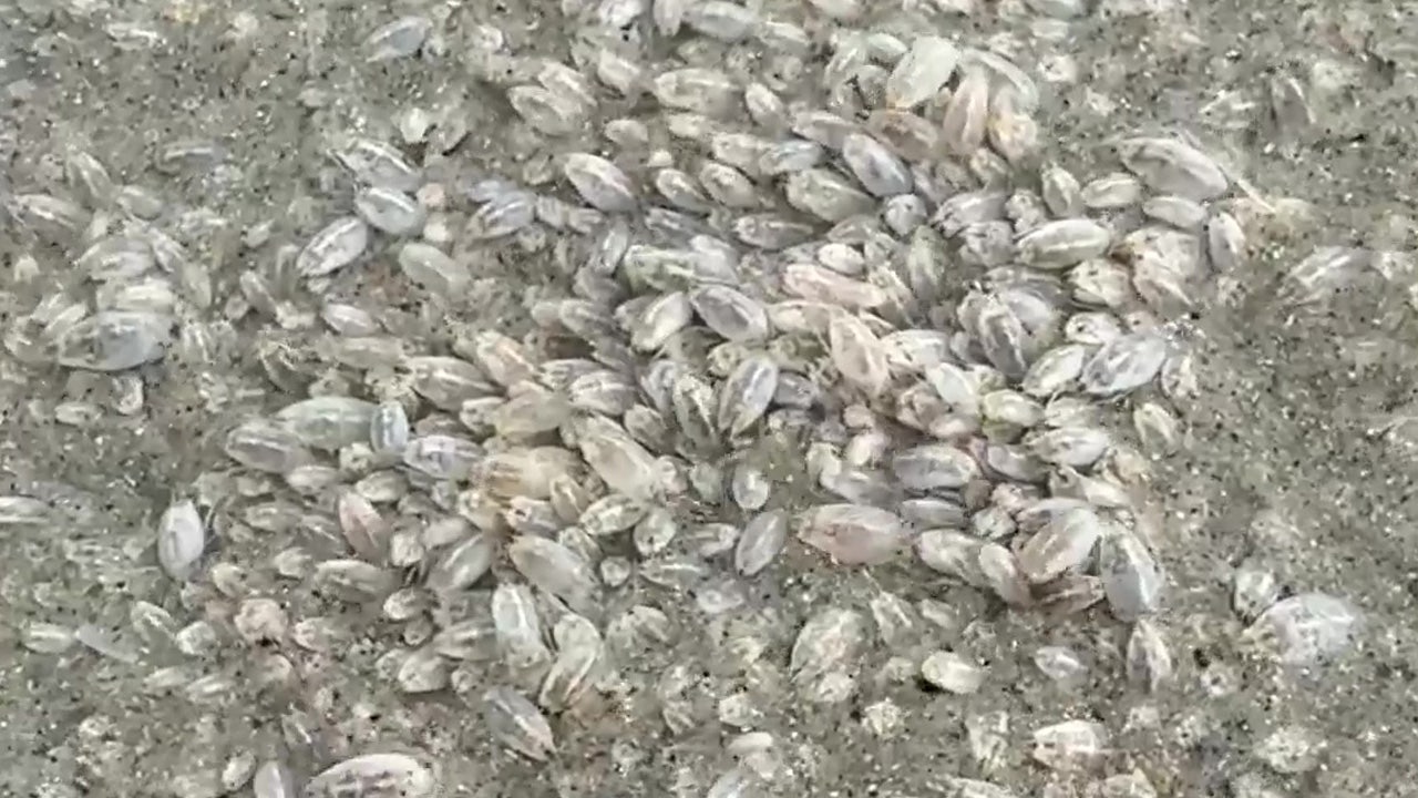 Video: Florida beach becomes home to swarm of sand fleas: ‘It was crazy ...