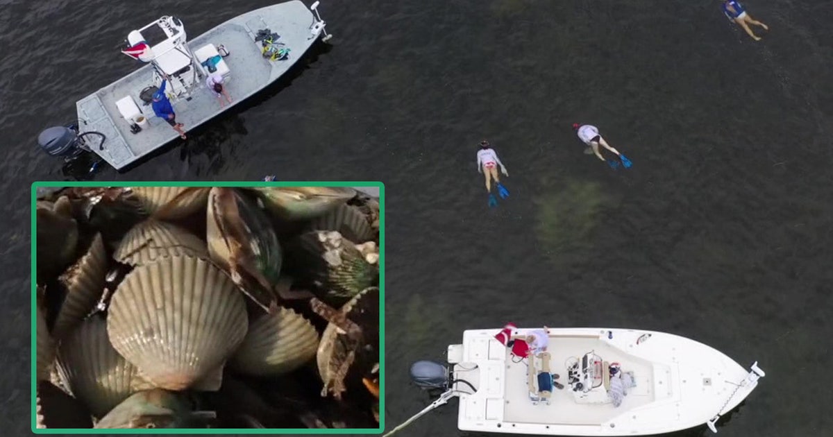 Pasco County looks to bounce back from last year's irregular scalloping ...