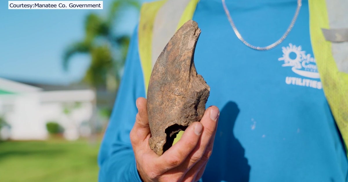‘Extremely rare’ giant ground sloth fossil dating back 11,000 years ...