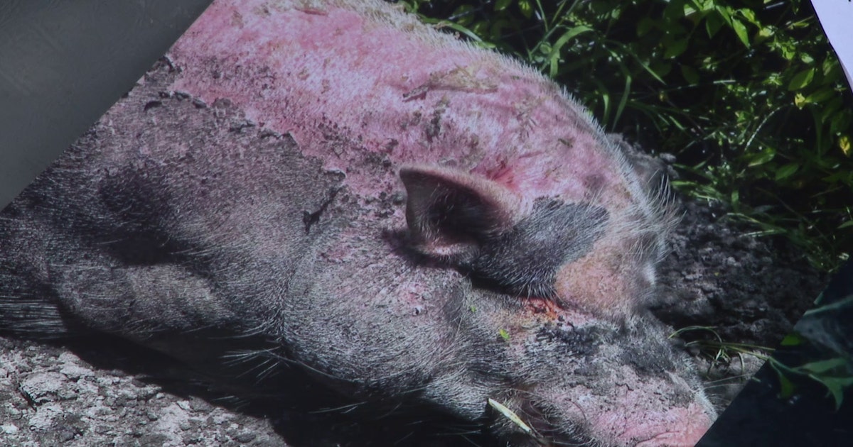 SPCA of Tampa Bay pleads guilty to animal cruelty charges after Waddles ...