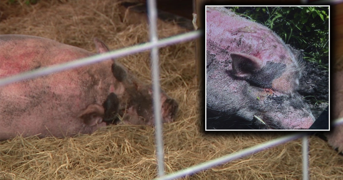 SPCA of Tampa Bay cited after Waddles the pig found suffering with ...