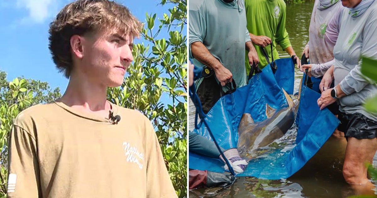 Sawfish trapped in lower Tampa Bay rescued thanks to young fisherman’s ...