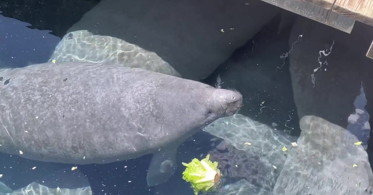 Some residents push for enhanced manatee protection measures in parts ...