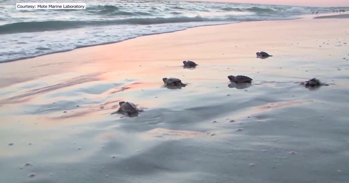 Baby sea turtles on Anna Maria Island struggling to reach Gulf after ...