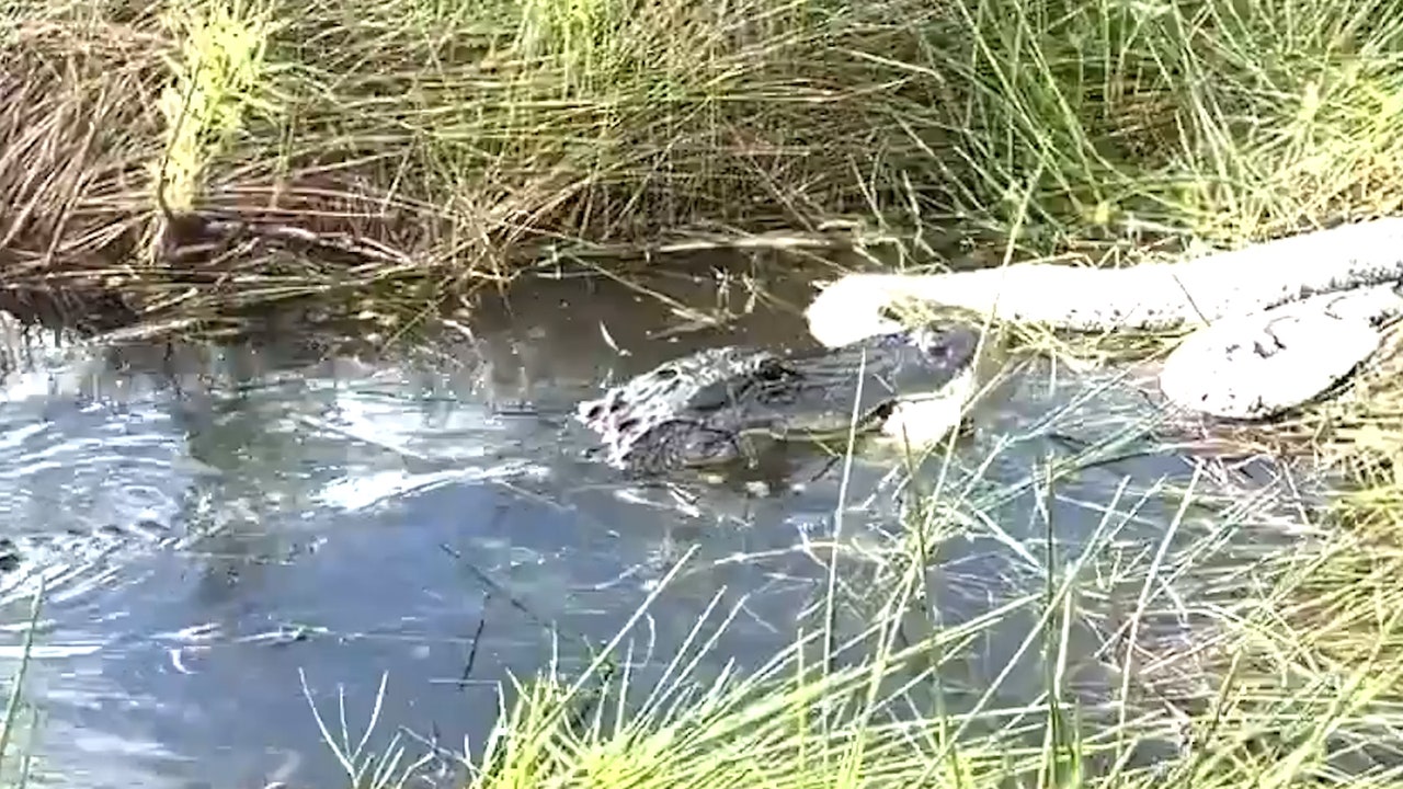 Video: Florida alligator devours python in Everglades | FOX 29 Philadelphia