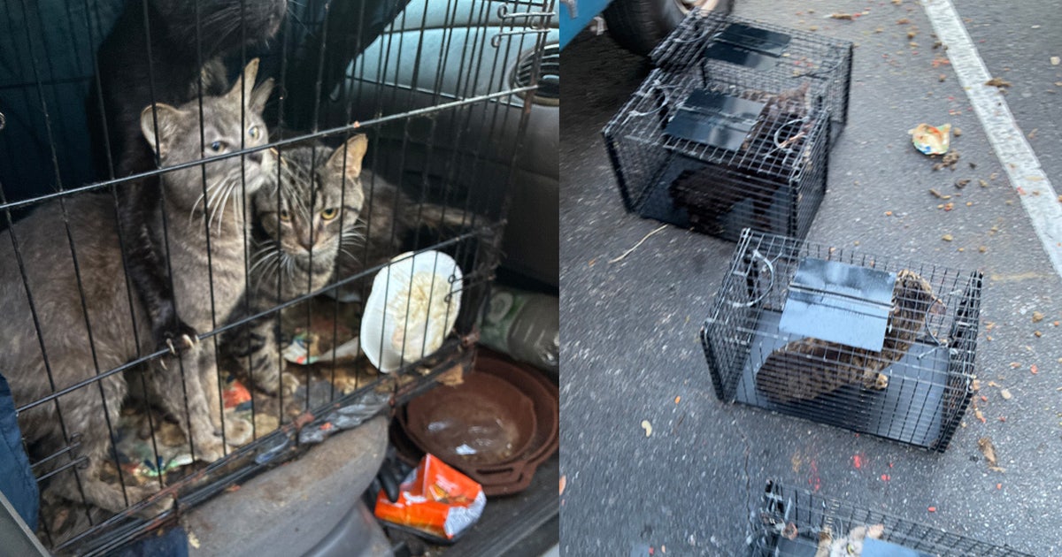 Nearly 2 dozen cats found living in squalor next to dead felines inside ...