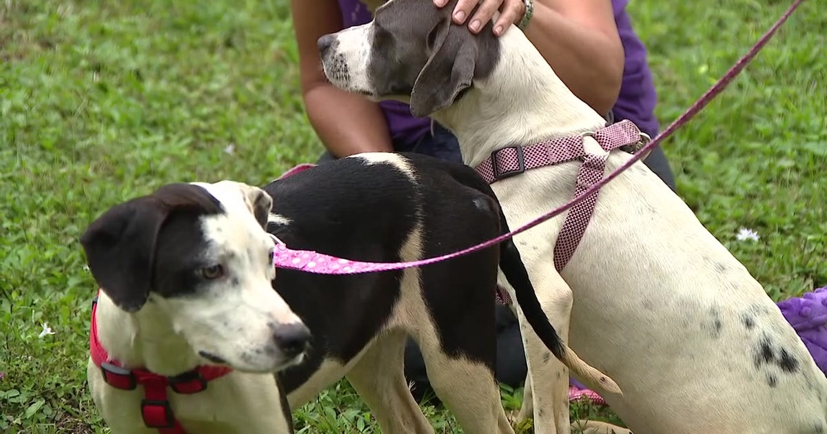 Humane Society puppies test out new home | FOX 13 Tampa Bay