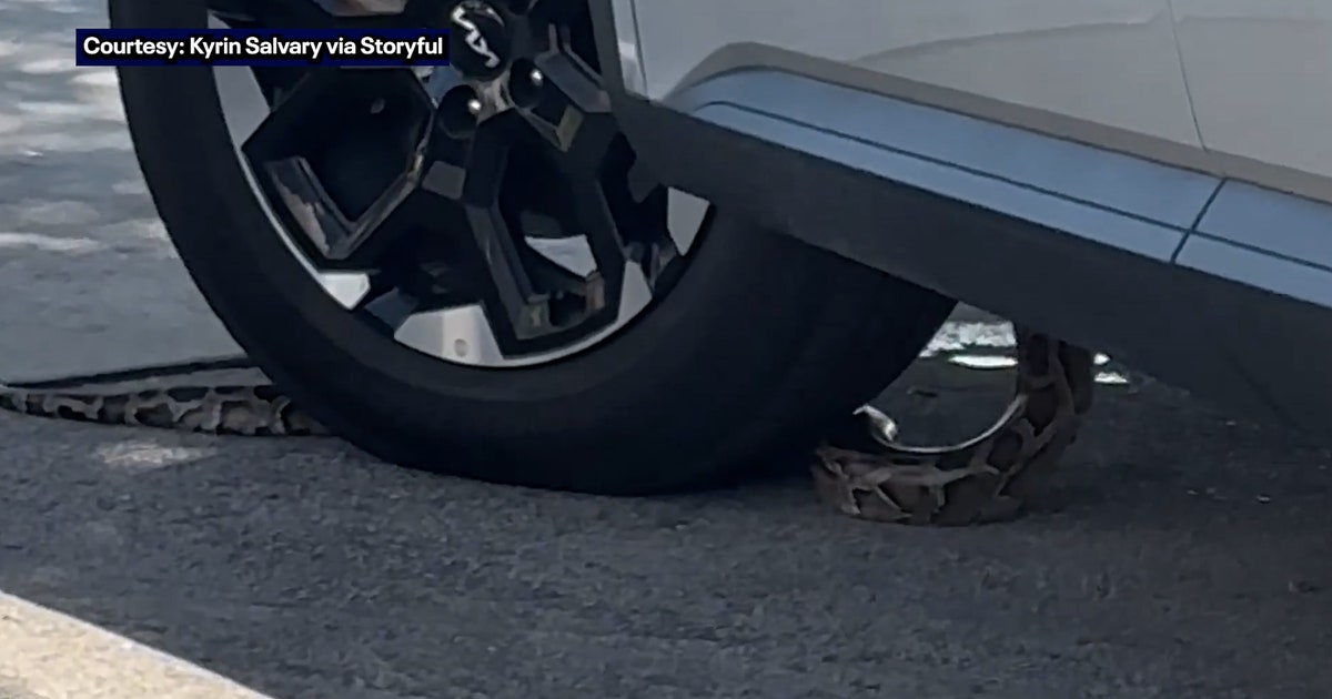 Video: Florida snake slithers into car while driver waits in drive-thru ...