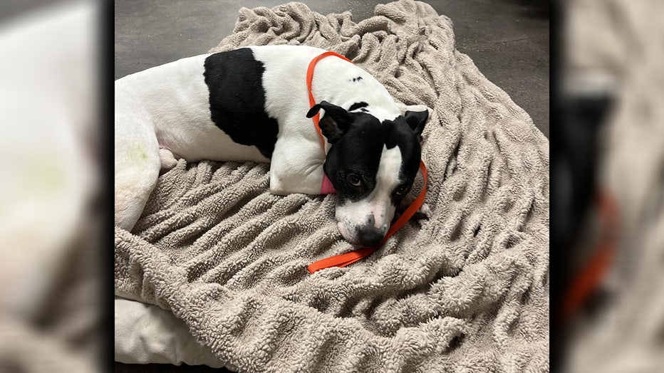 Man accused of following teen into bedroom throws dog protecting her from Pinellas home balcony ...