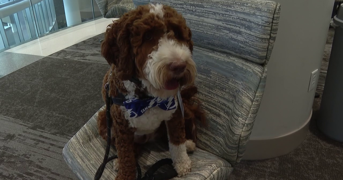 Meet Fletcher: The furry new ‘staff member’ changing lives at ...