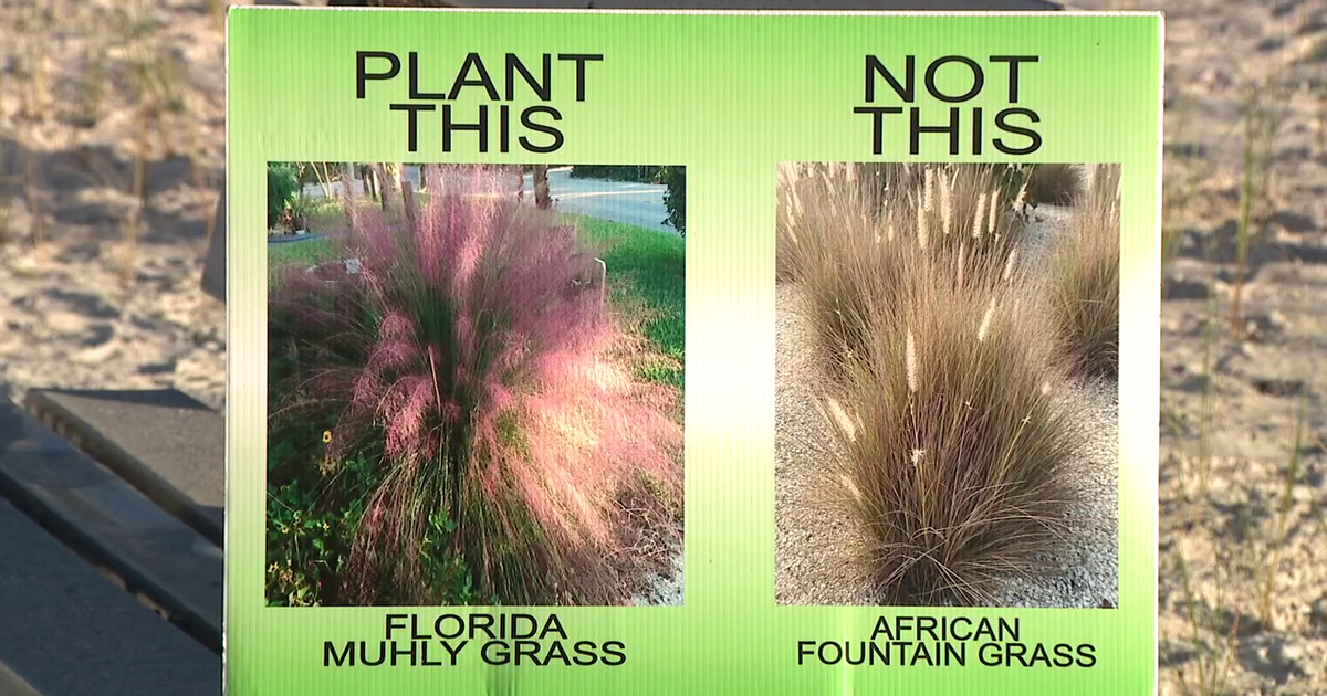 Invasive plant species cause harm in Florida | FOX 13 Tampa Bay