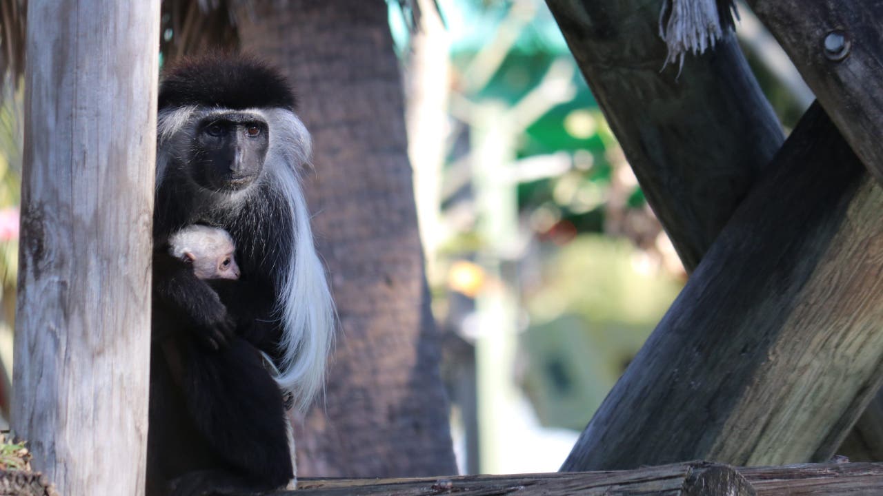 ZooTampa welcomes rare baby monkey | FOX 13 Tampa Bay