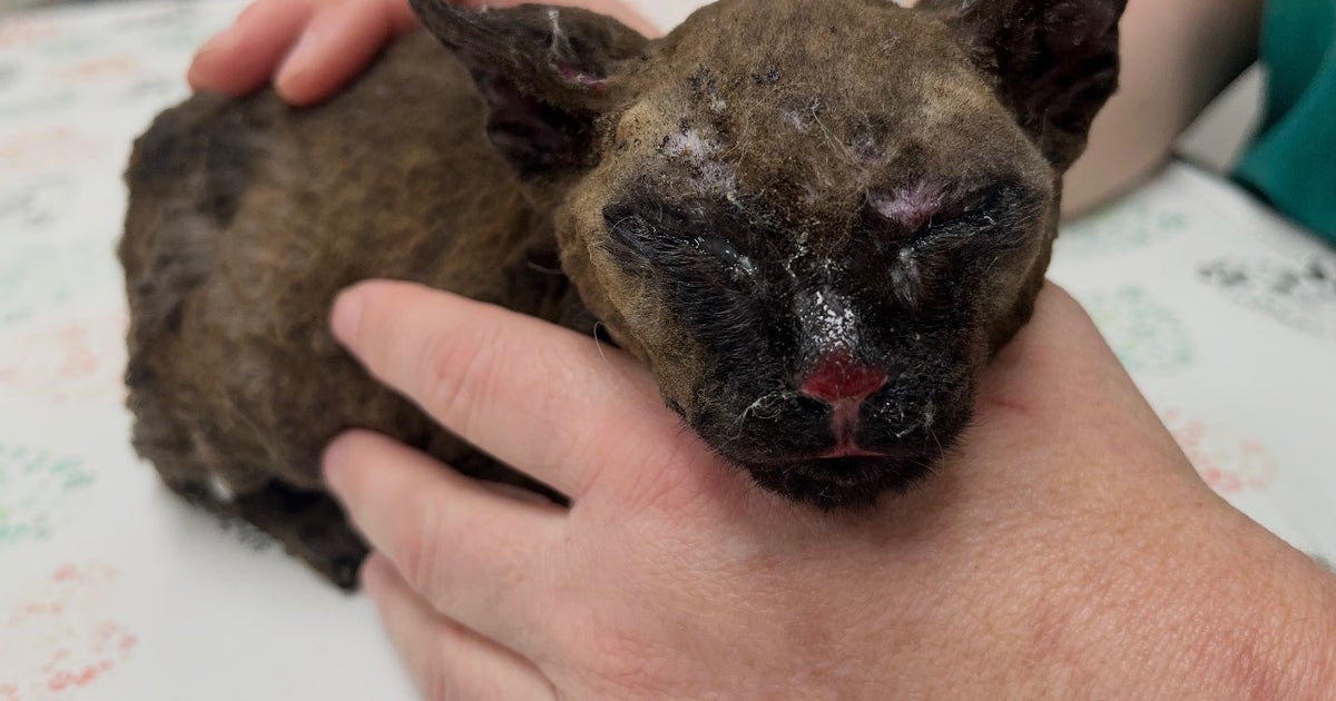 SPCA Florida gives specialized care to kittens burned in a house fire ...