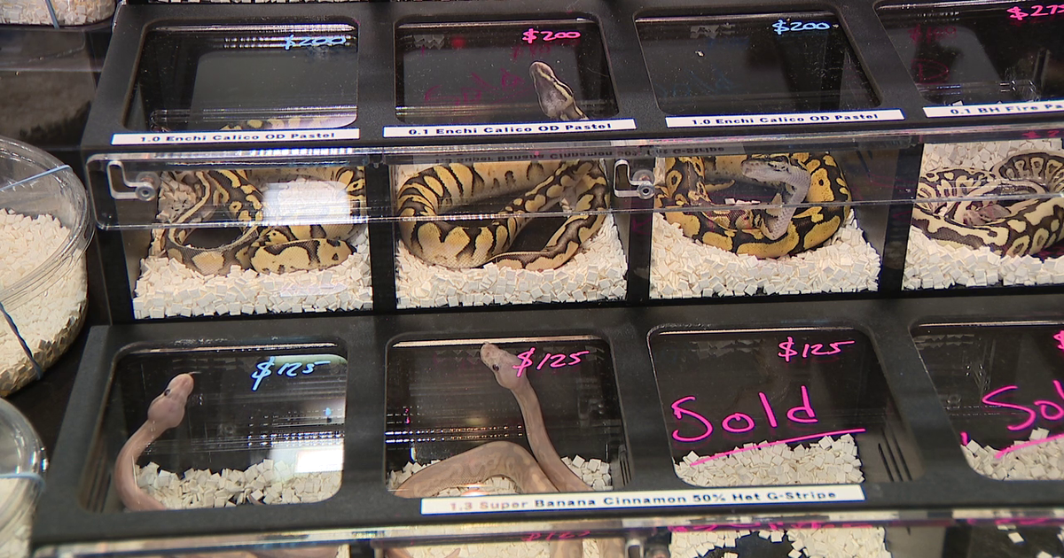 Repticon brings exotic animals and education to Lakeland | FOX 13 Tampa Bay