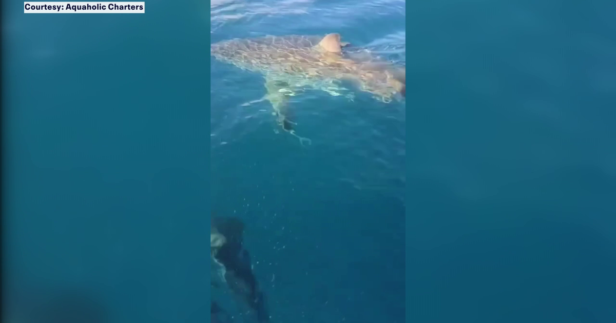 Great white shark surfaces off Venice coast near charter captain’s boat ...