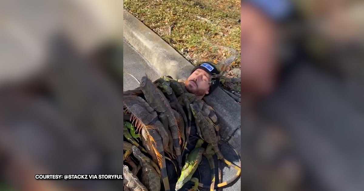Watch: Florida man gathers ‘blanket’ of frozen iguanas during cold snap ...