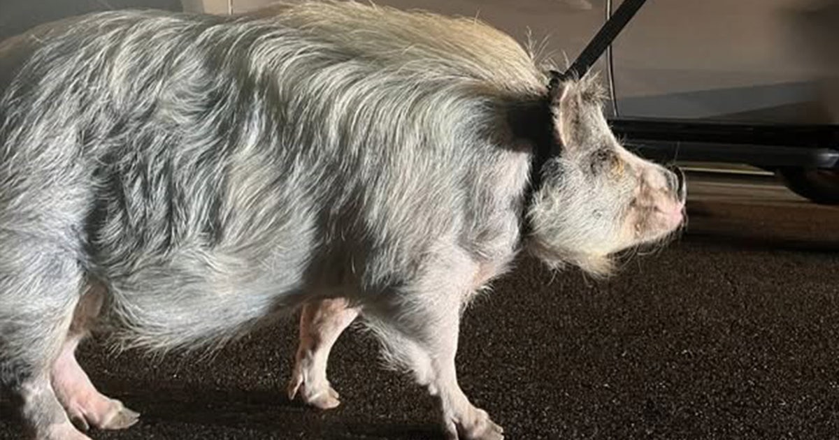 100-pound pot-bellied pig found roaming in downtown Sarasota: police ...