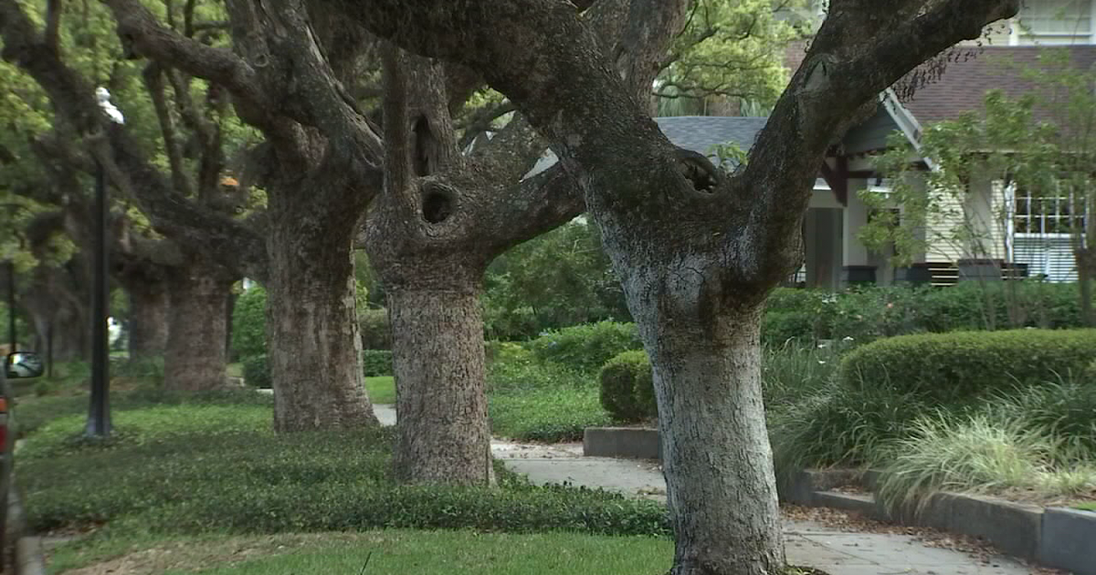 Tampa’s tree canopy matches 20-year low after 2024 hurricanes: Here's ...