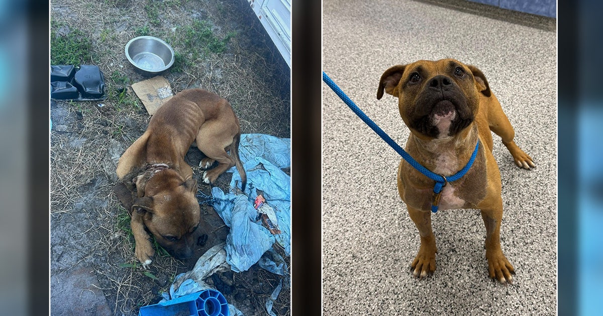 Manatee County dog with cord severely embedded in neck rescued, now ...