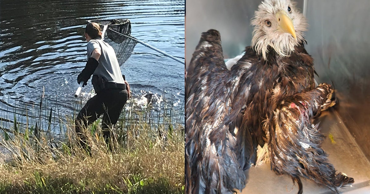 Bald eagle rescued from alligator-filled Florida canal after crash ...
