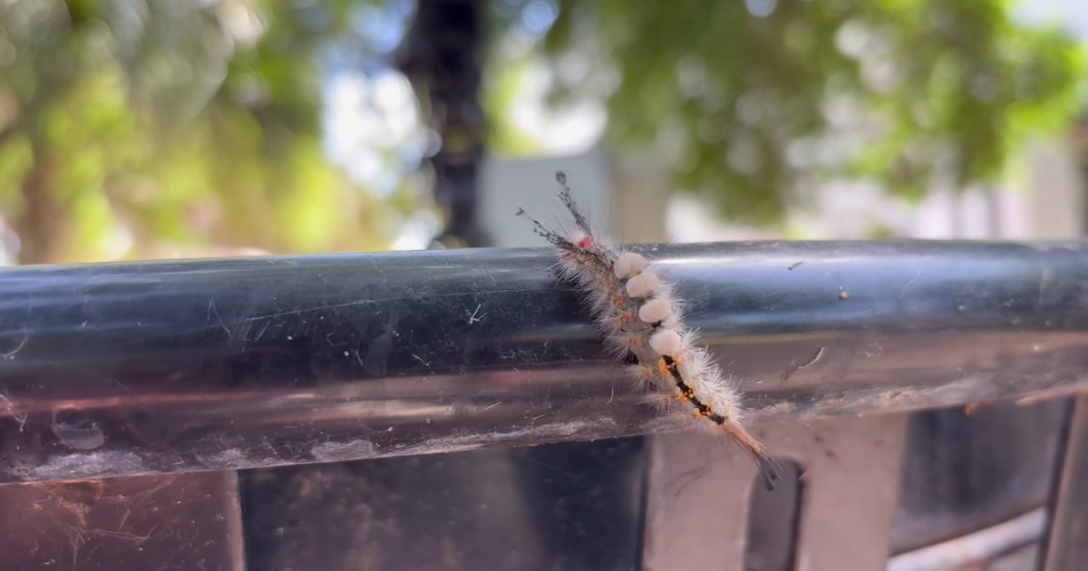 Look, but don’t touch! What to know about tussock moth caterpillars ...