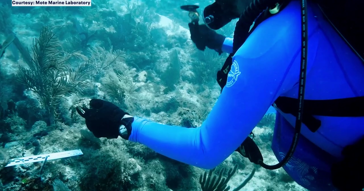 Caribbean king crabs take on Florida coral reef restoration: 'It's been ...