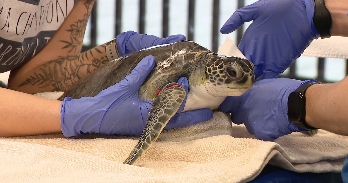 Florida Aquarium rehabs 21 turtles as nesting season returns to state ...