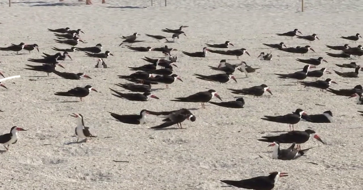 Mothballs found scattered at St. Pete Beach nesting site one week ...