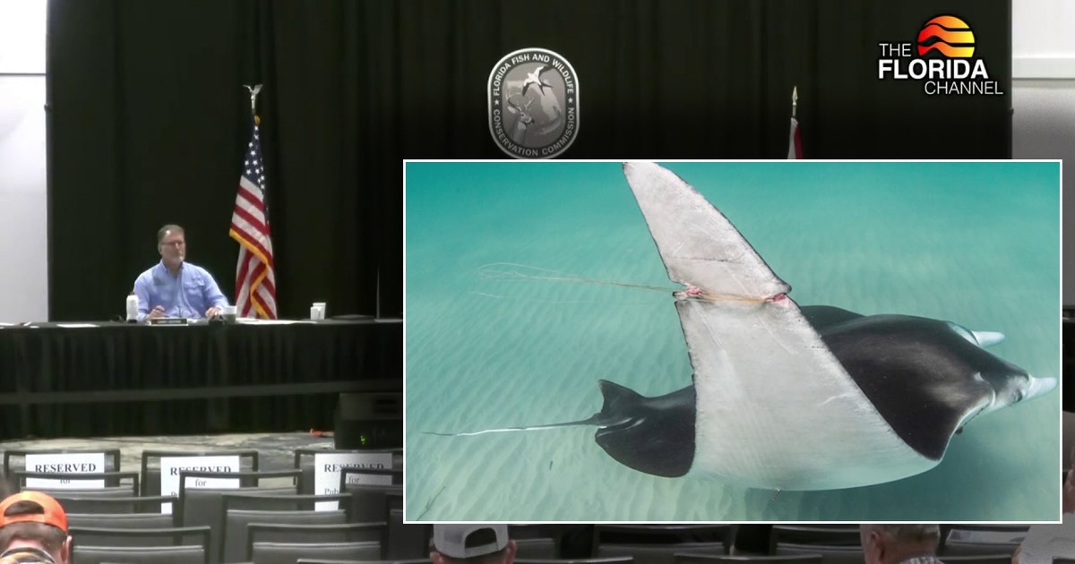 FWC approves new restrictions on giant manta ray captures in Florida ...