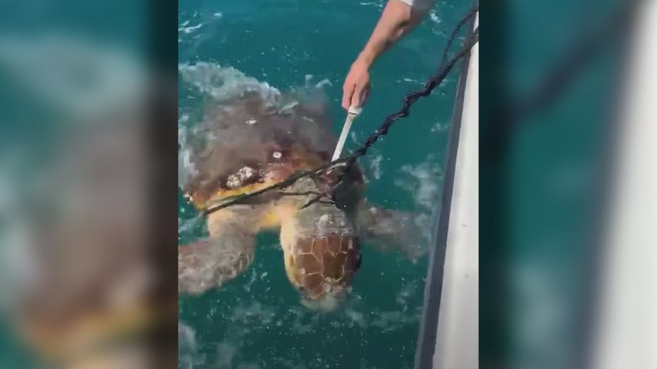 Florida charter boat captain rescues sea turtle stuck in fishing trap ...