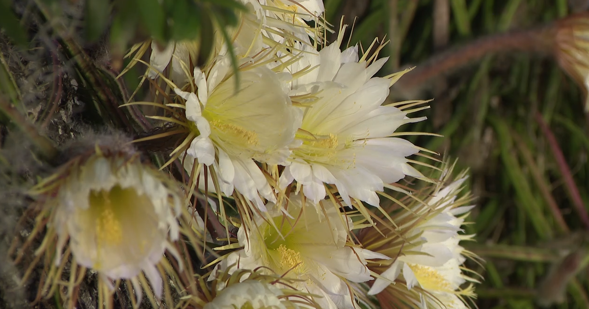 Hundreds gather for rare Queen of the Night cactus bloom in downtown ...