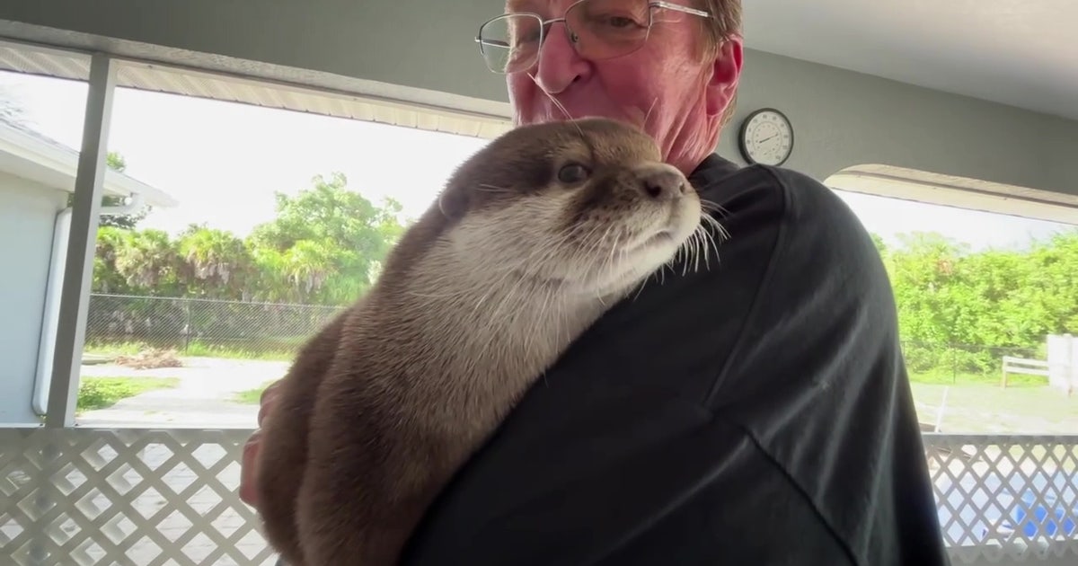 Meet Splash: Rescue otter helps law enforcement agencies crack cold ...