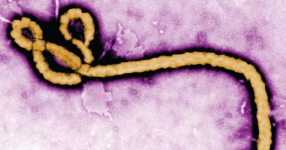 Harris County officials say World Cup events remain low risk amid Ebola ...