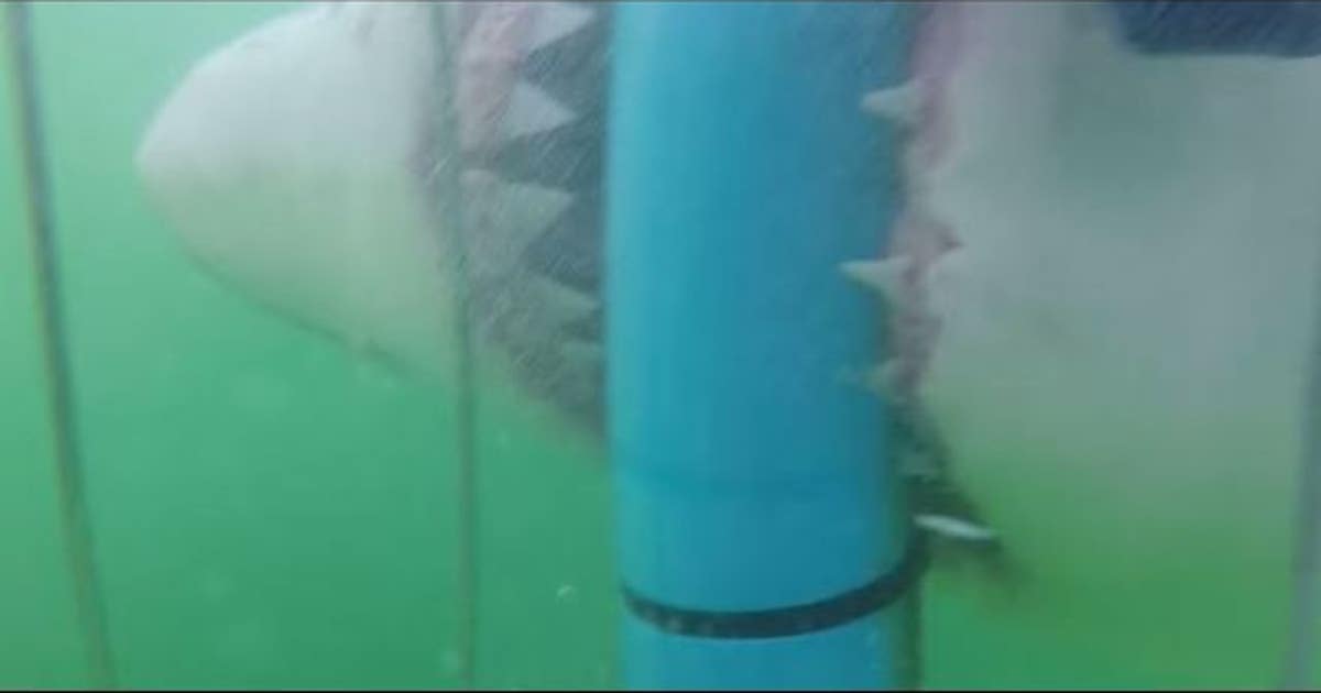 VIDEO: Great white shark attacks a diving cage | FOX 26 Houston