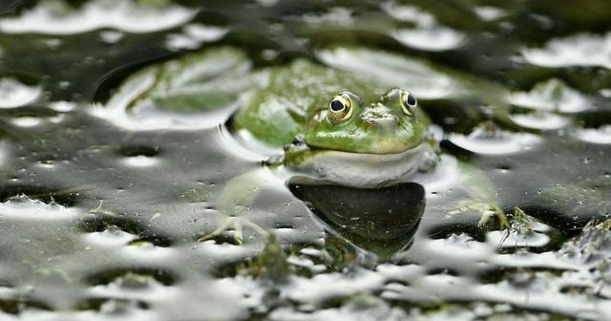 Bill aims to ban students dissecting animals at California schools ...