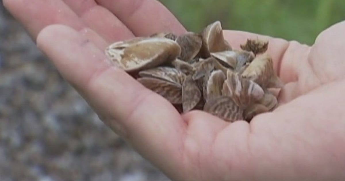 17 Texas lakes now confirmed with invasive zebra mussels | FOX 26 Houston