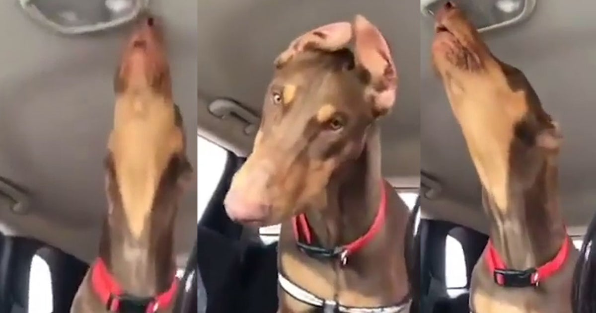 VIDEO: Doberman sings along to a song about heartbreak | FOX 26 Houston