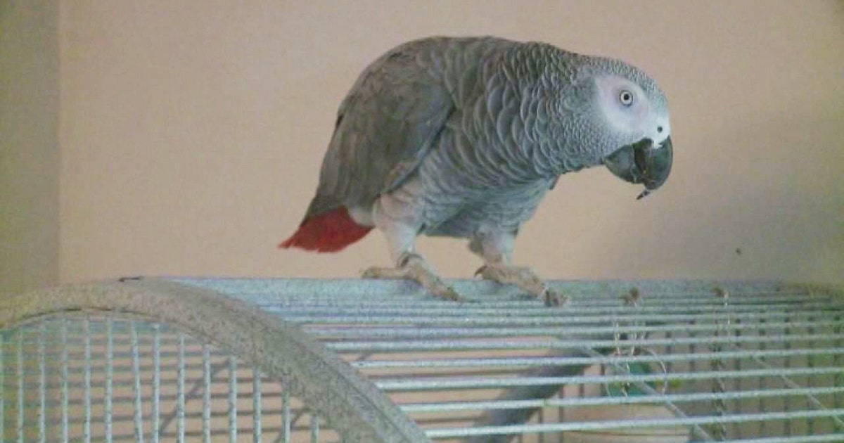 Can a parrot be a key witness in a murder trial? | FOX 26 Houston