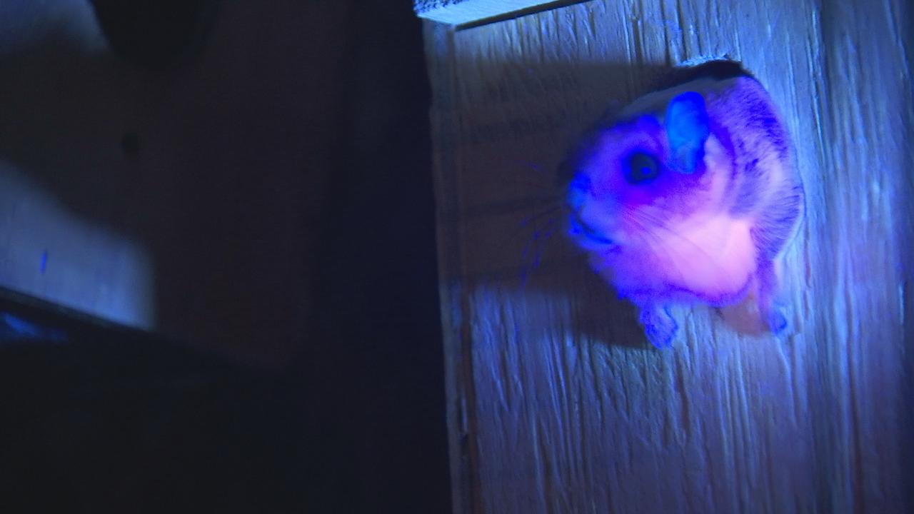squirrel skeleton under uv light