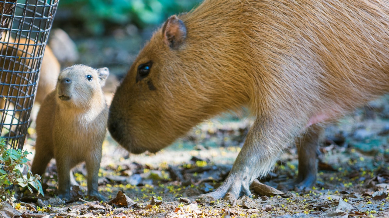 Capybara Twins Born at Houston Zoo | FOX 26 Houston