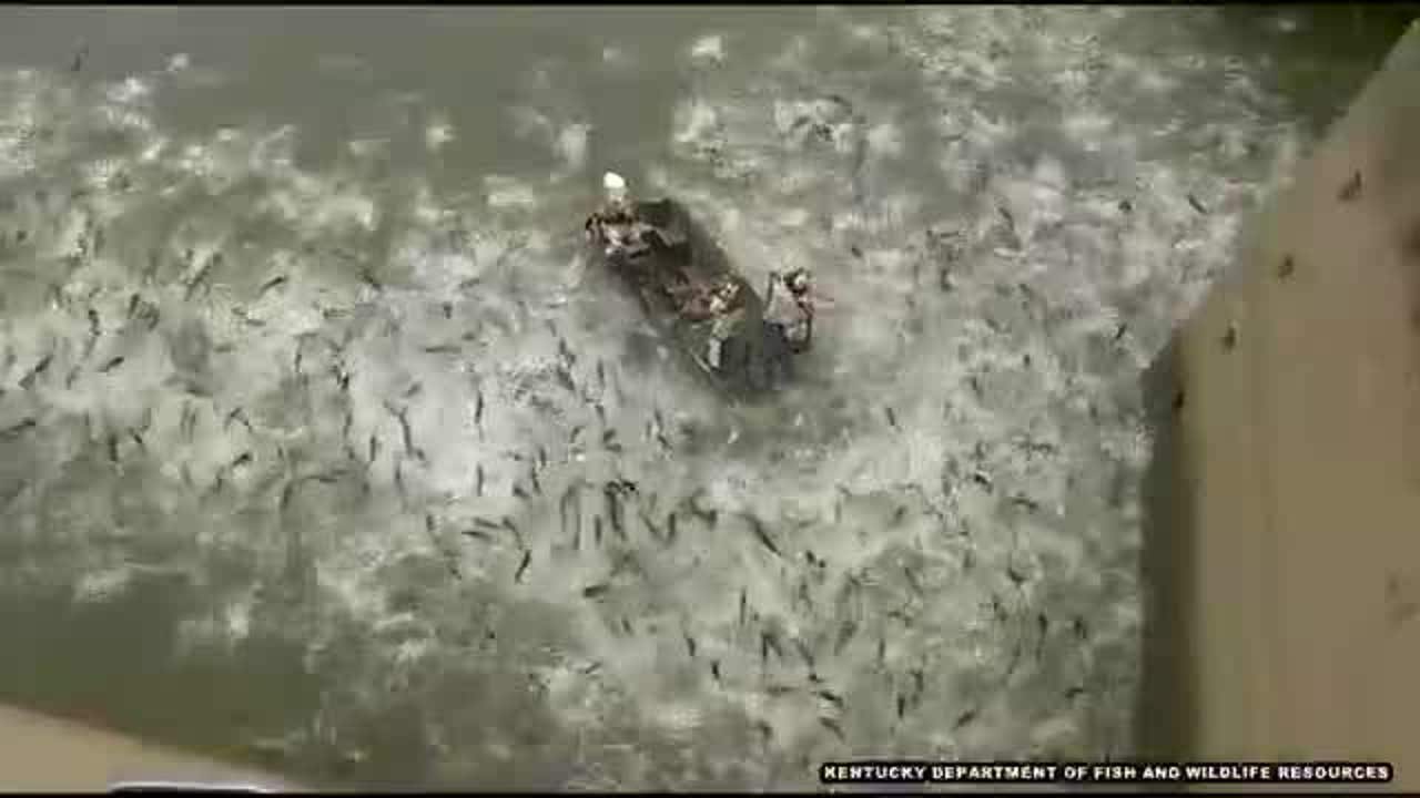 Electrofishing stuns hundreds of carp in mind-boggling video
