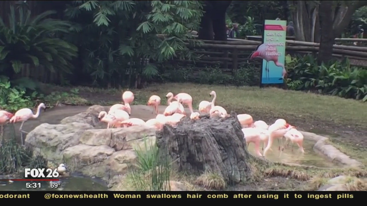 Will Houston Zoo become ground zero in Concealed Carry battle? | FOX 26 ...