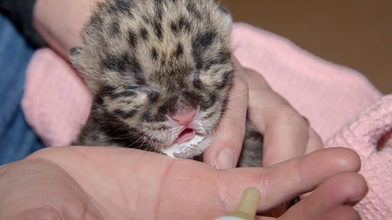 Adorable clouded leopard cubs born at Lowry Park Zoo Adorable clouded leopard cubs born at Lowry Park Zoo