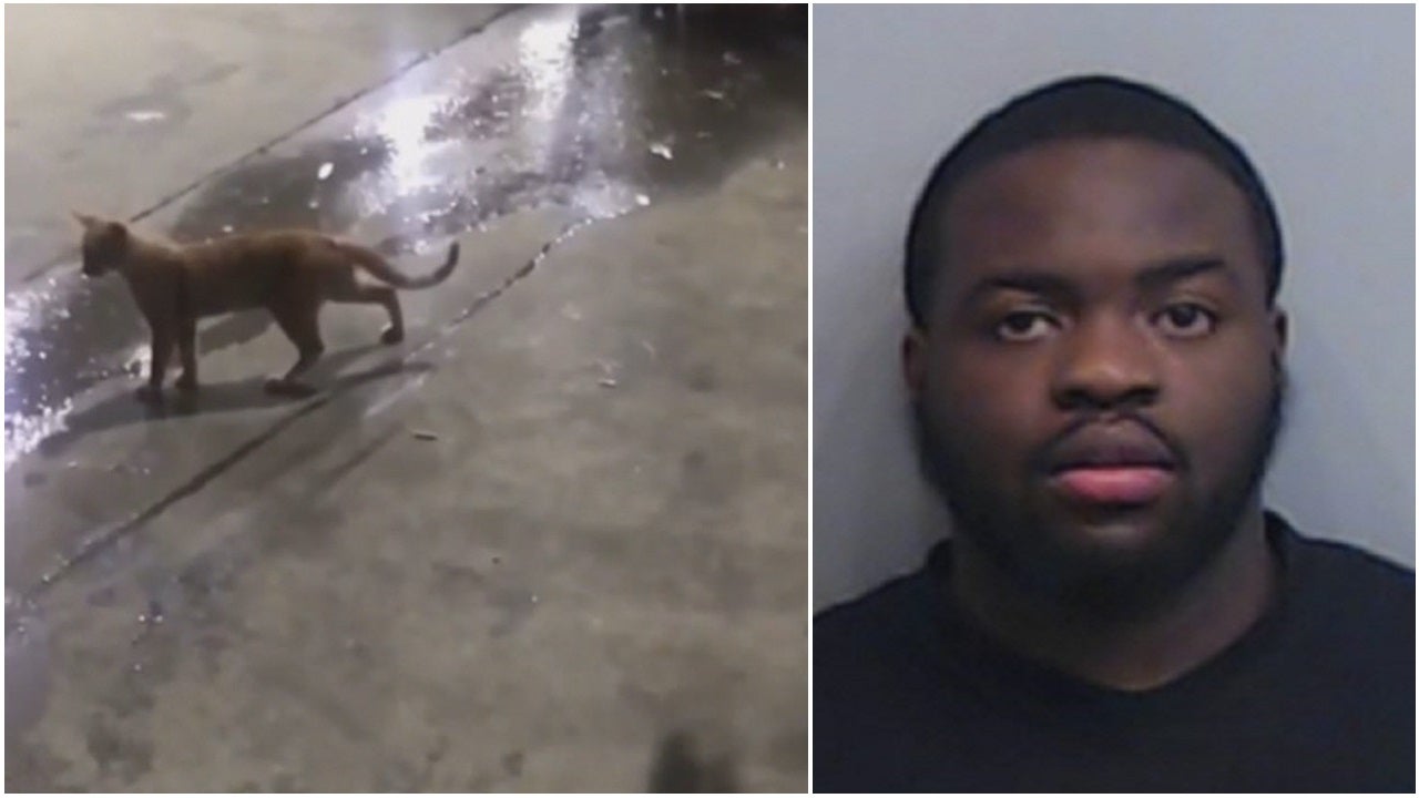 Police: Man arrested for kicking cat in viral video | FOX 26 Houston