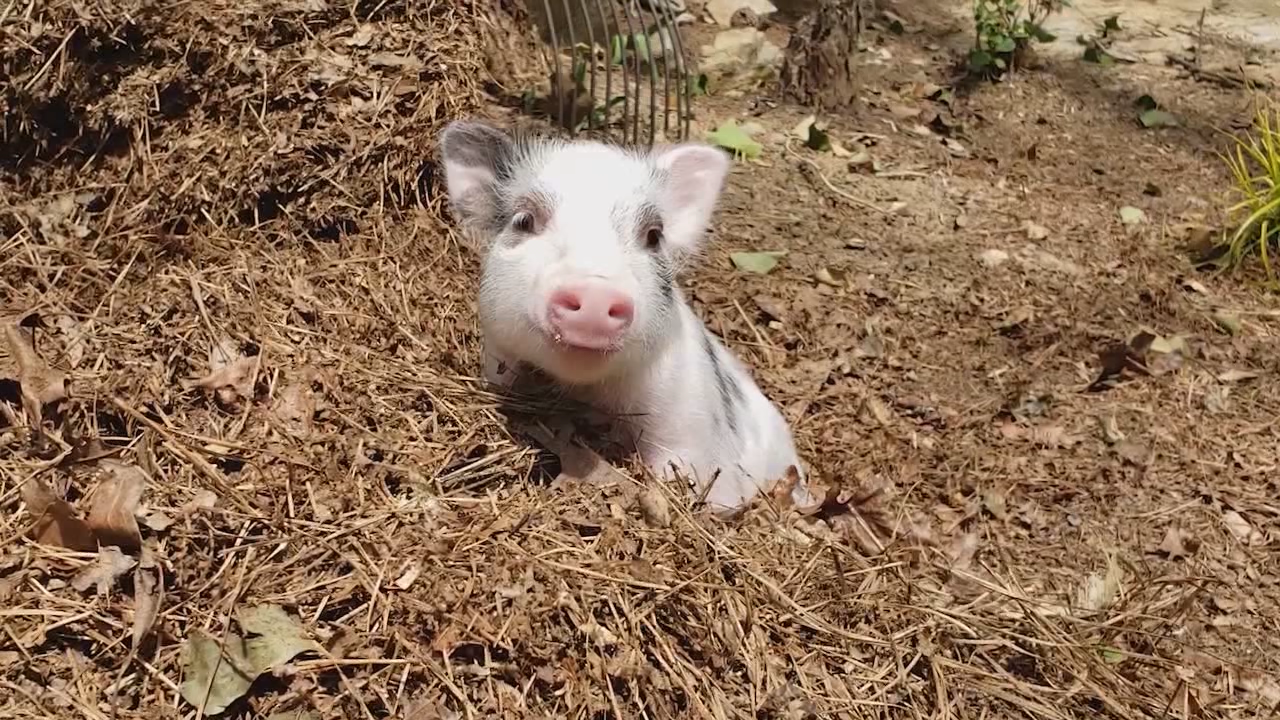 'Myrtle' the piglet gets a new set of wheels | FOX 26 Houston