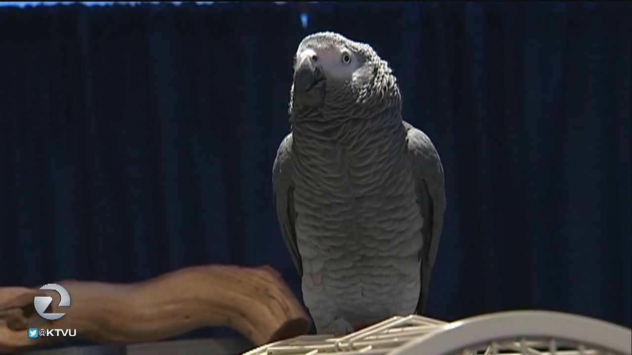 Bird rescue takes in swearing parrot | FOX 26 Houston